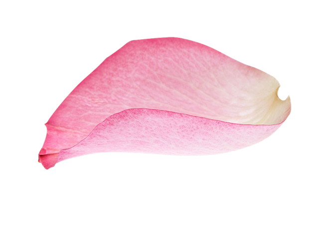 花瓣png