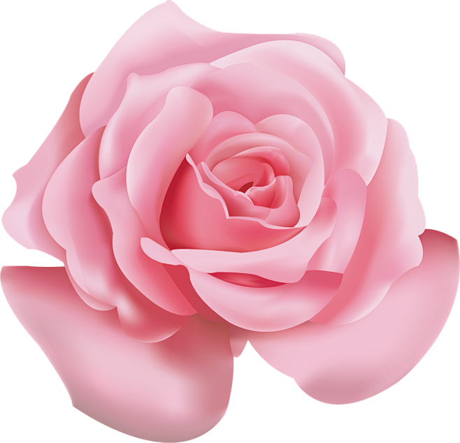 玫瑰花png
