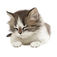 猫咪图片素材-高清猫咪图片大全-花瓣网素材库